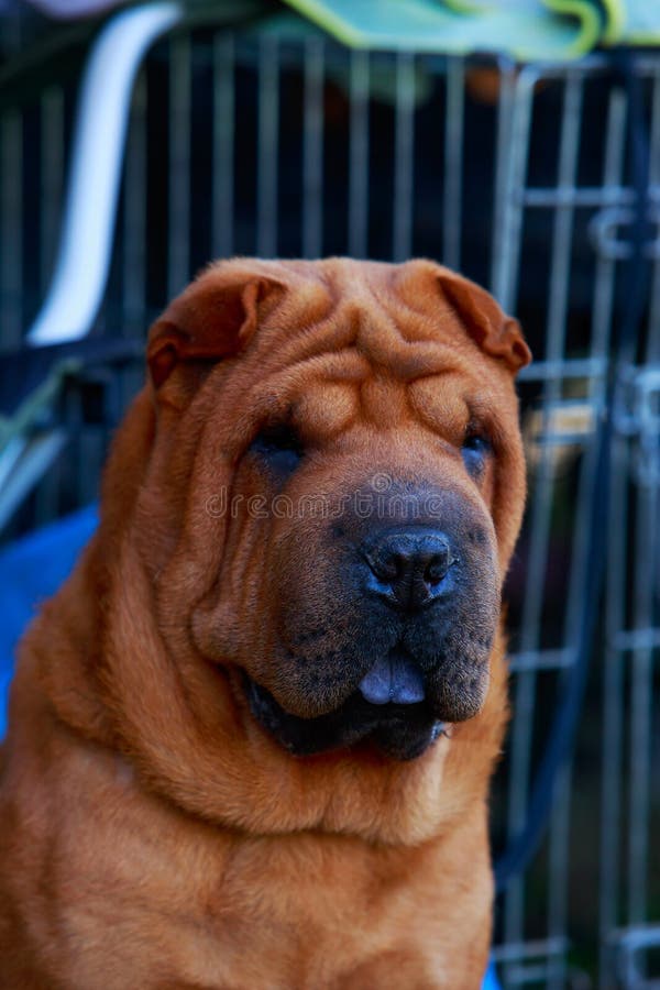 Raza de perro Sharpei foto de archivo. Imagen de amistad - 163203168