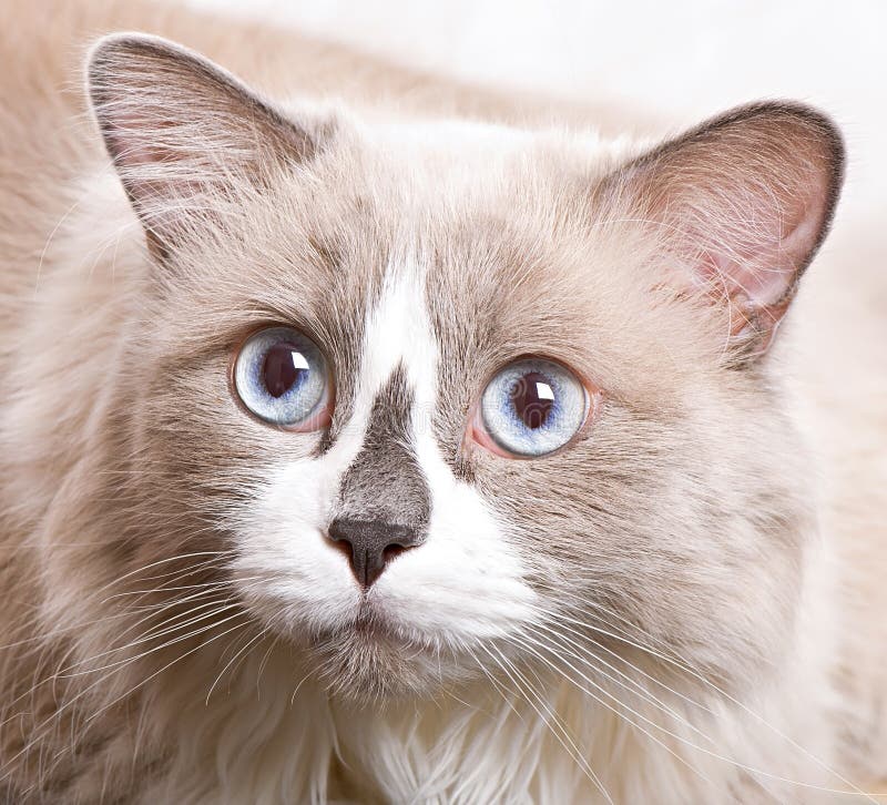 Raza De Ragdoll De La Cara Del Gato Imagen de archivo - Imagen de ...