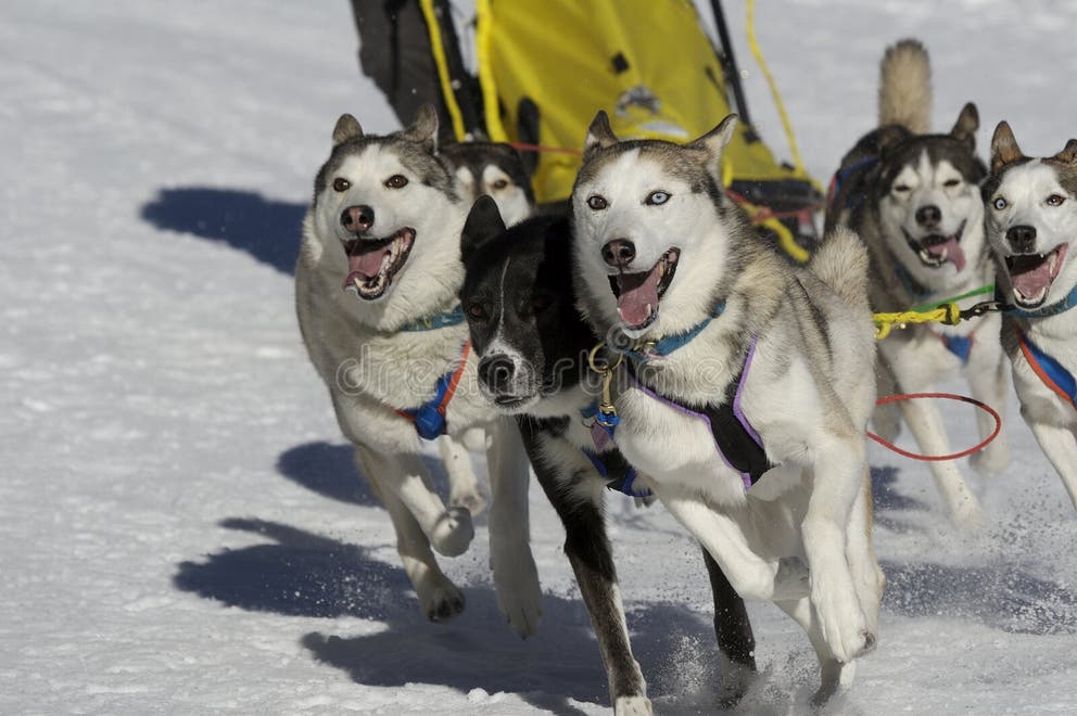 Raza de Sleddog imagen de archivo. Imagen de campeonato - 6074845