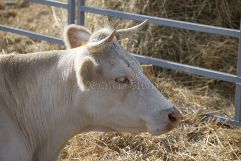 La Vaca Blanca El Charolais Es Una Raza De Los Ganados Vacunos Del ...