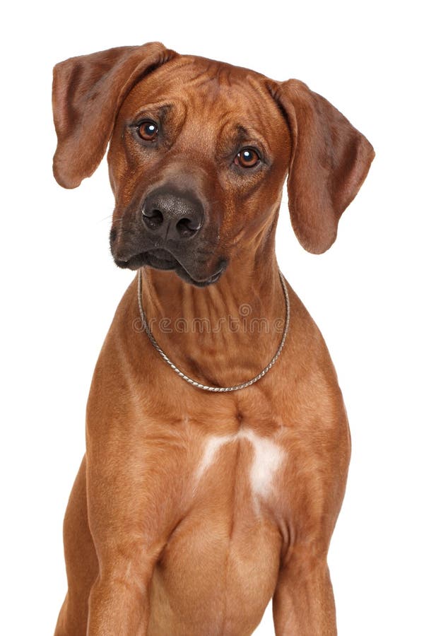 Raza Del Perro De Rhodesian Ridgeback Imagen de archivo - Imagen de ...