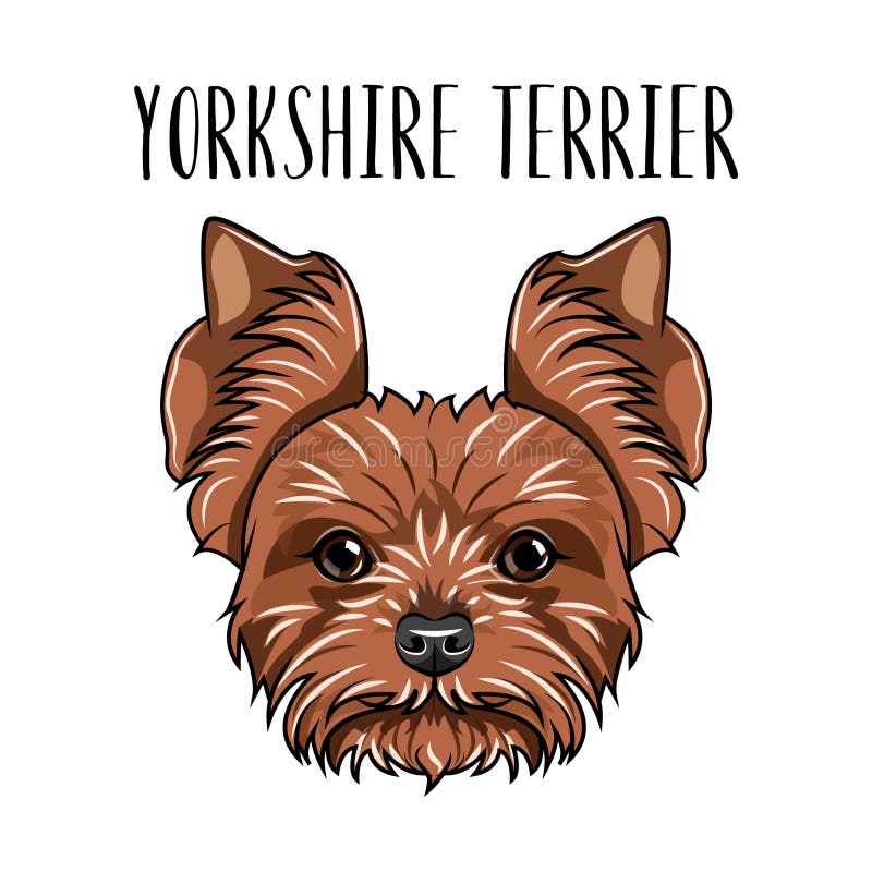 Raza Del Perro De Yorkshire Terrier Retrato Del Terrier De Yorkshire ...