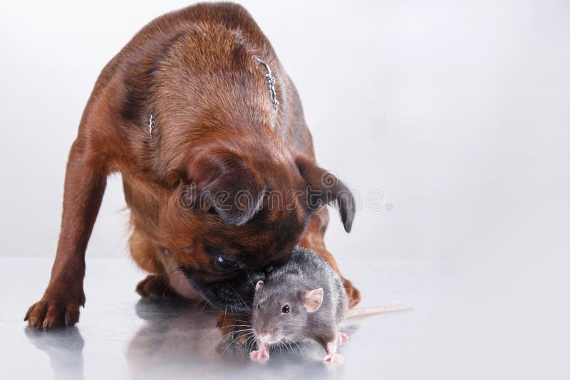 Raza Griffon Brabanson Del Perro Y Rata Gris Imagen de archivo - Imagen ...