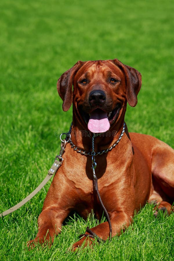 Raza Rhodesian Ridgeback Del Perro Imagen de archivo - Imagen de lindo ...