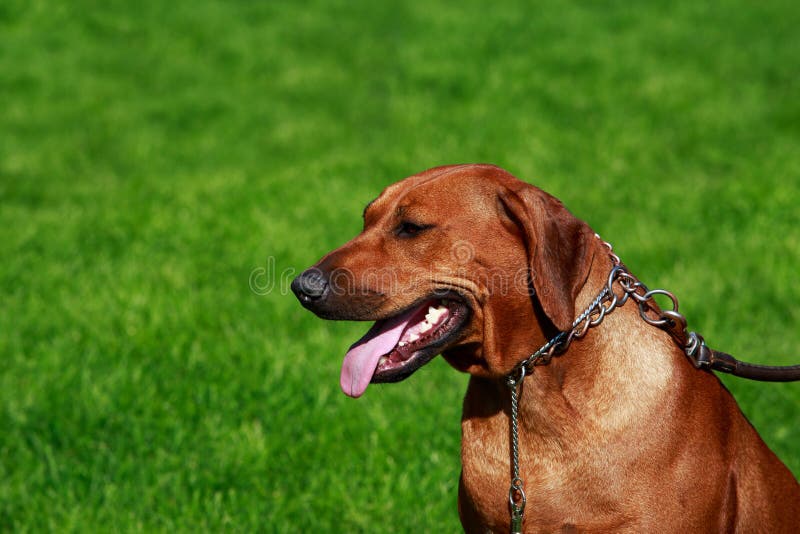 Raza Rhodesian Ridgeback Del Perro Imagen de archivo - Imagen de mejor ...