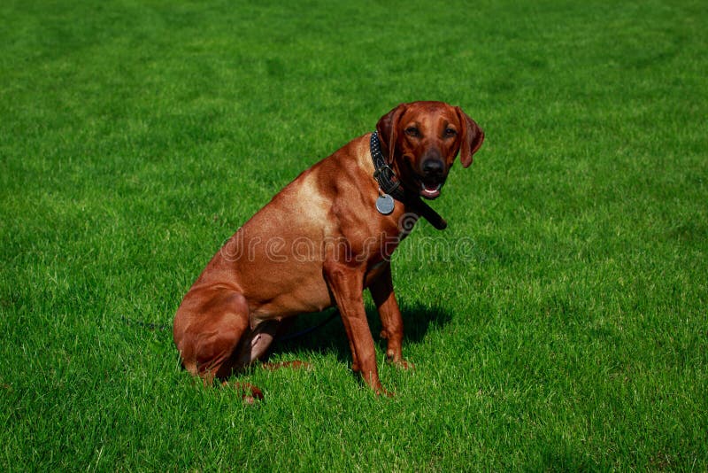 Raza Rhodesian Ridgeback Del Perro Foto de archivo - Imagen de purebred ...