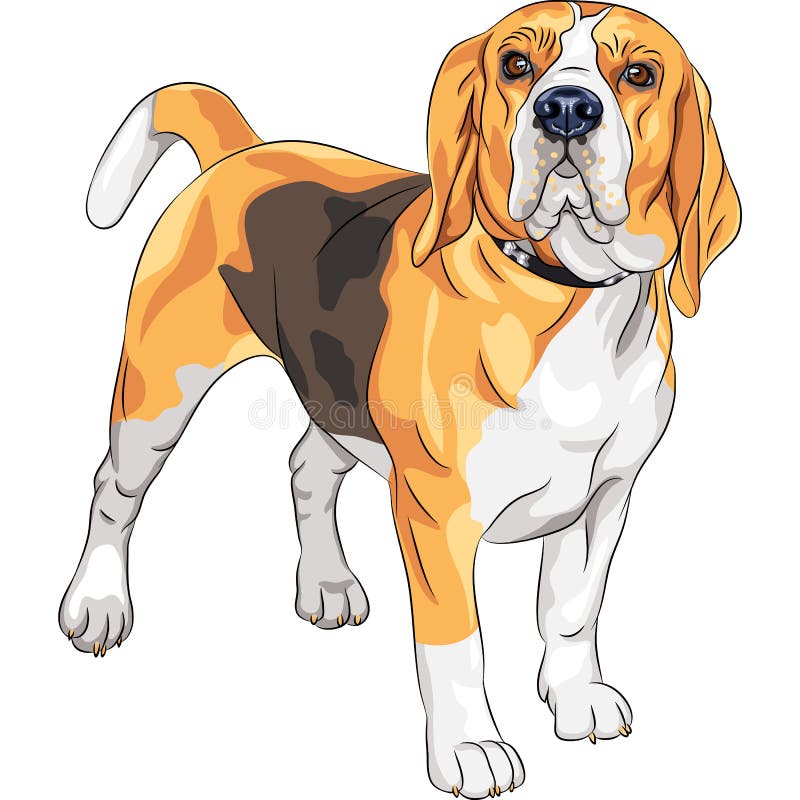 Raza Seria Del Beagle Del Perro Del Bosquejo Del Vector Ilustración del ...