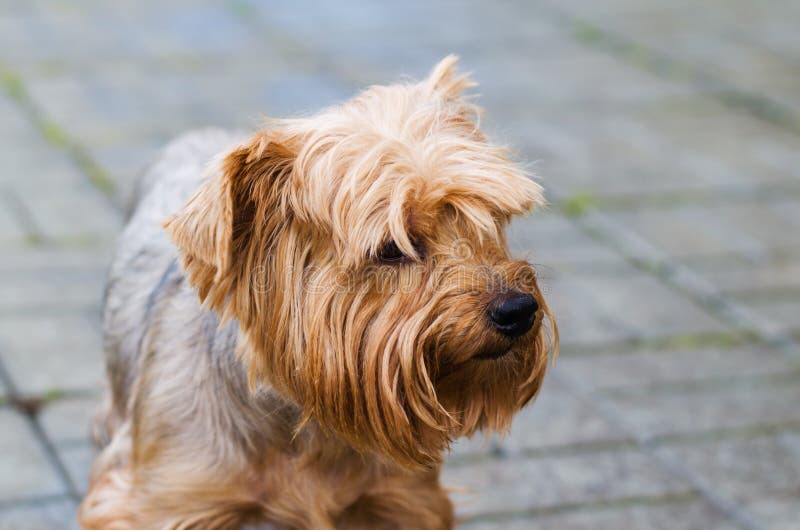 Raza Yorkshire Terrier Del Perro Foto de archivo - Imagen de perezoso ...