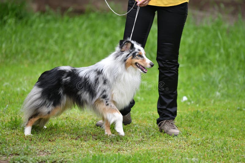 Razas Del Perro De Shelties Imagen de archivo - Imagen de shetland ...