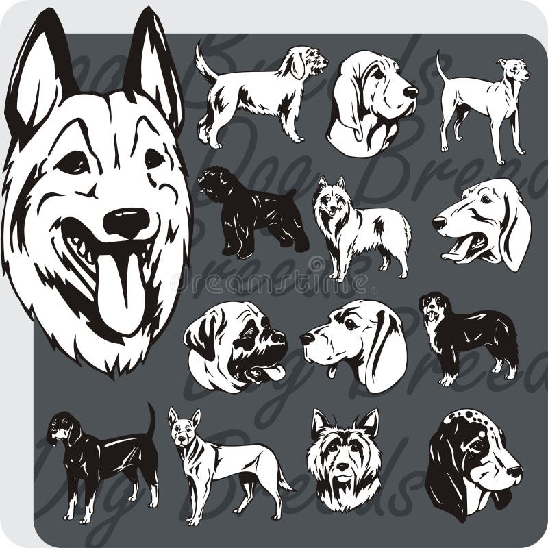 Razas Del Perro - Sistema Del Vector Ilustración del Vector ...