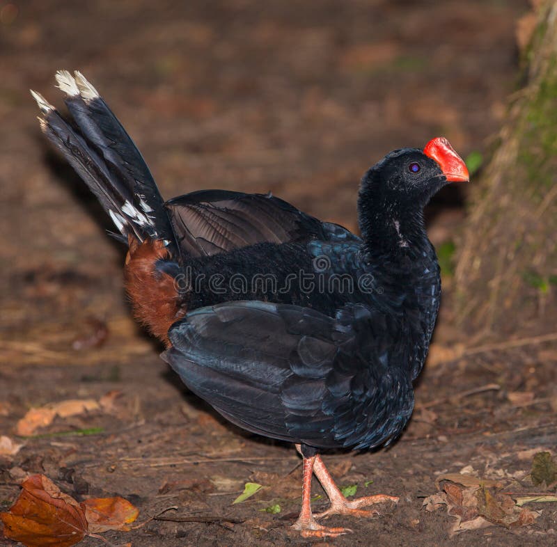 Razor-billed Curassow stock image. Image of black, exotic - 26445663