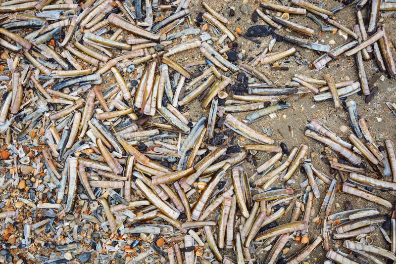 Razor blade on the beach. stock image. Image of macro - 65953659