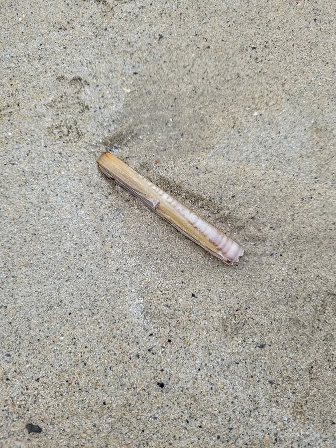 The Razor on the Dry Sand of an Beach in Ireland Stock Photo - Image of ...
