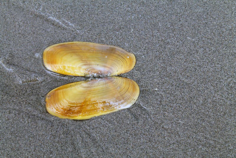 Razor Shell in the Sand stock image. Image of life, beach - 80054715