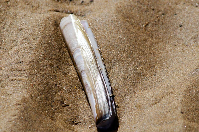 Razor stock photo. Image of razor, foraging, coast, life - 88328666