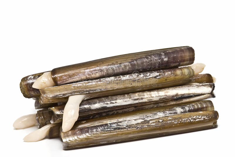 Razor clams stock image. Image of shelled, horizontal - 17535473