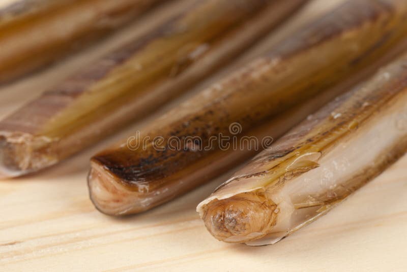 Razor clams stock photo. Image of shell, gourmet, wooden - 17559268