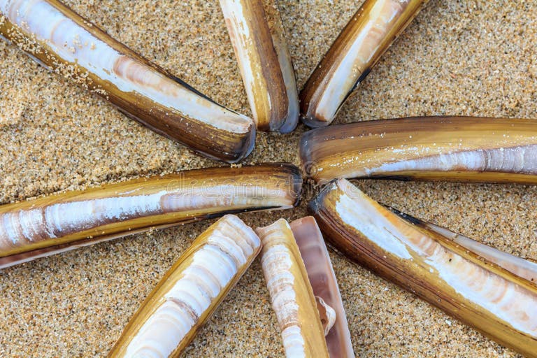 910 Razor Clams Stock Photos - Free & Royalty-Free Stock Photos from ...