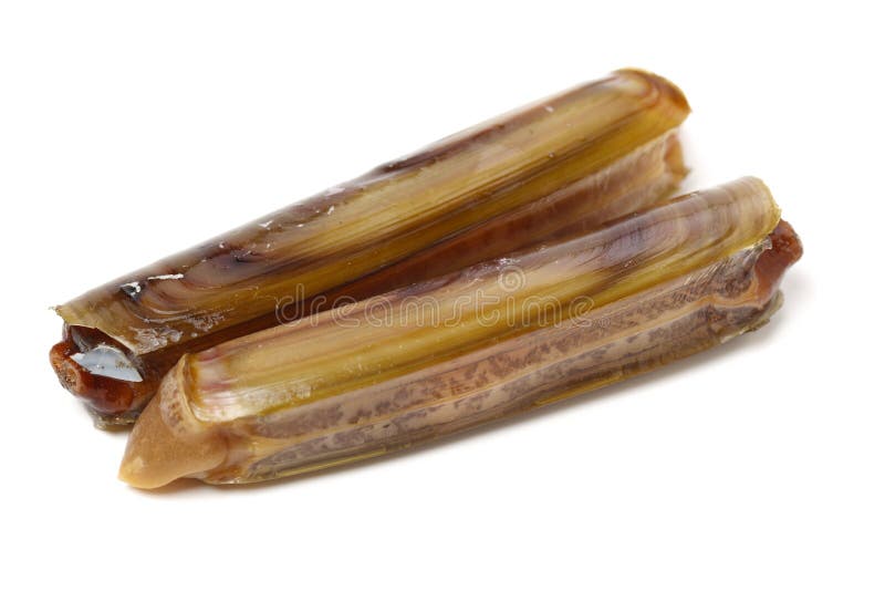405 Razor Clams White Background Stock Photos - Free & Royalty-Free ...
