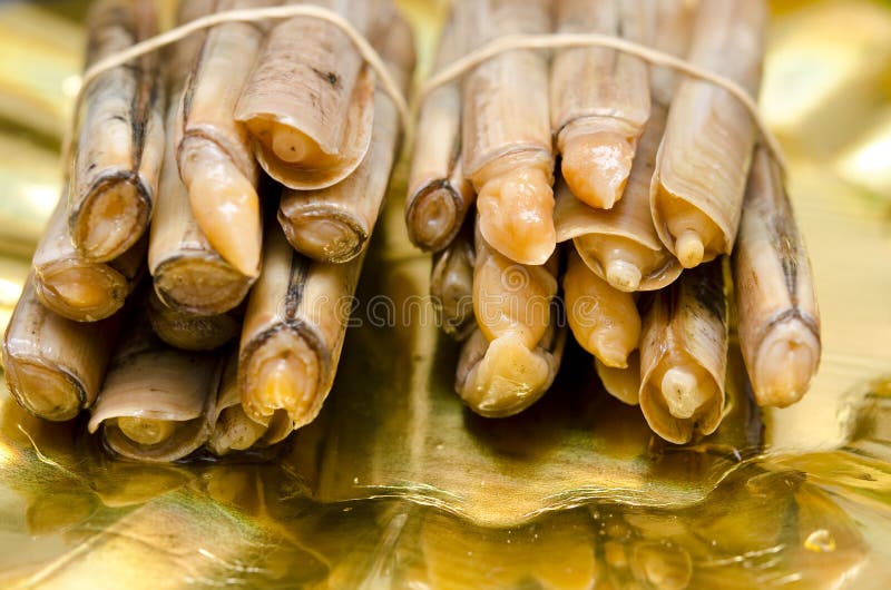 Razor clams stock image. Image of shelled, horizontal - 17535473