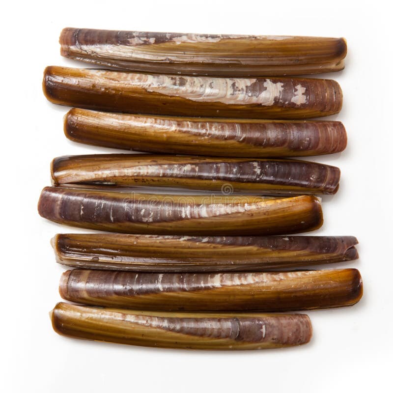 Razor Clams stock image. Image of mollusc, drink, shot - 51781559