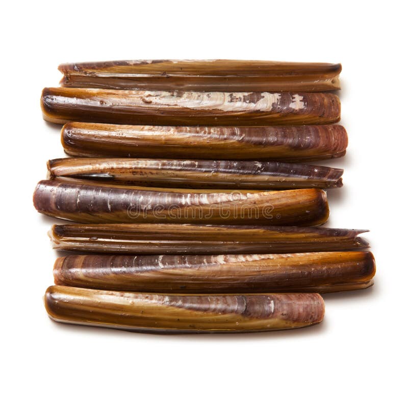 Razor Clams stock image. Image of mollusc, drink, shot - 51781559