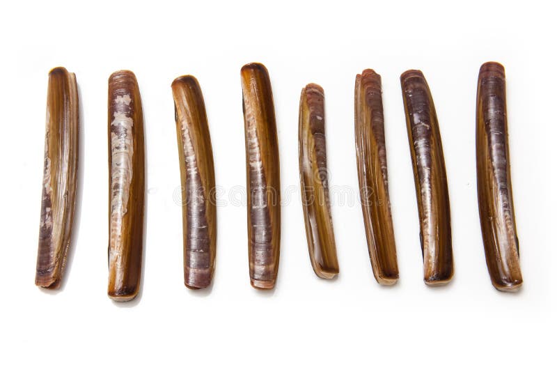 Razor Clams stock image. Image of mollusc, drink, shot - 51781559
