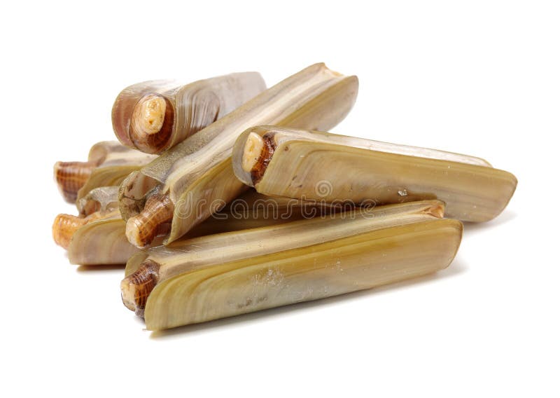 Razor clams stock image. Image of shelled, horizontal - 17535473