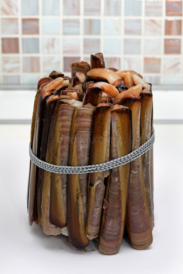 Razor clams stock photo. Image of fresh, food, uncooked - 33165612