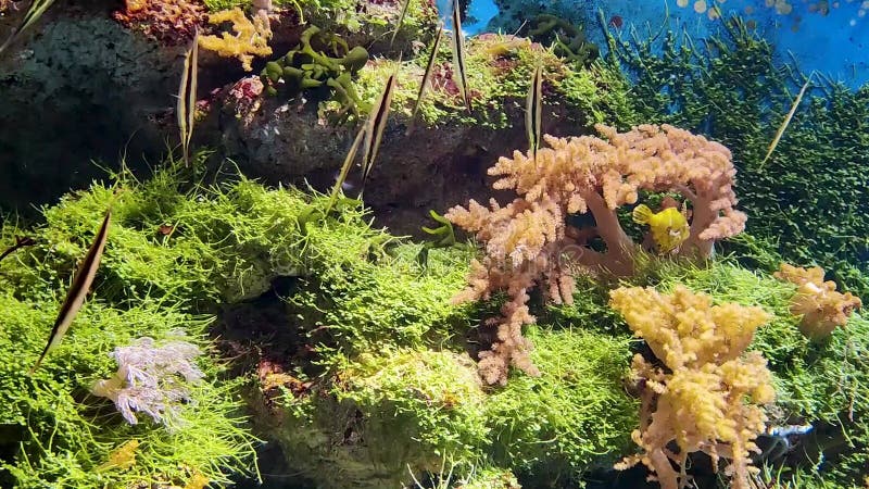 Razor Fish stock footage. Video of animal, people, fish - 322119816