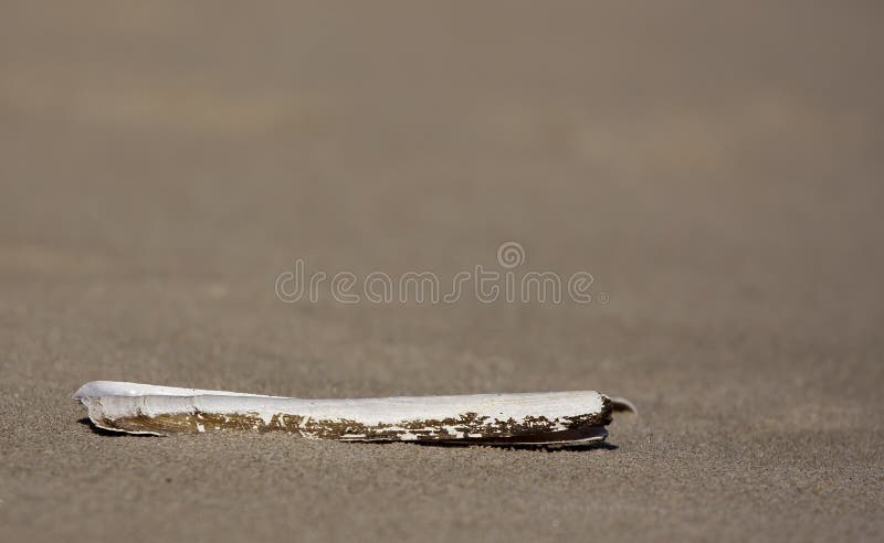 Razor Shell stock photo. Image of white, summer, razor - 20613776
