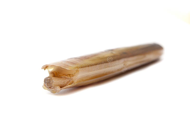 Razor-shell stock photo. Image of shell, animal, seafood - 26272594