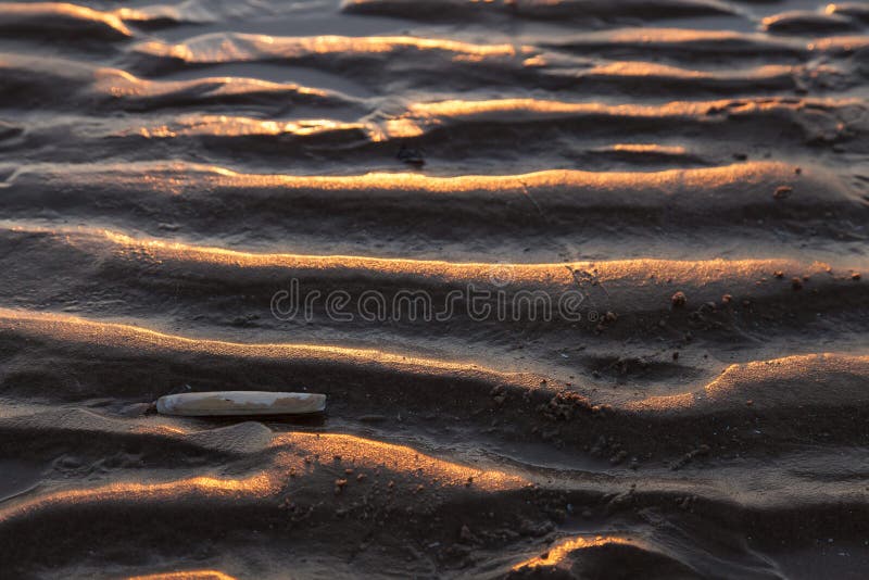 Razor shell on the beach stock photo. Image of peaceful - 89471788