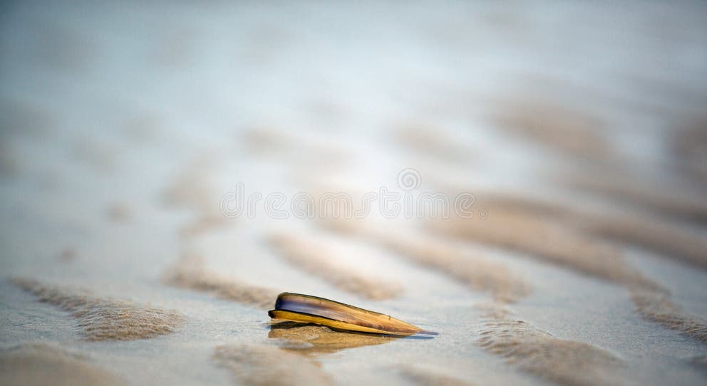 Razor shell on the beach stock photo. Image of wallpaper - 53988352