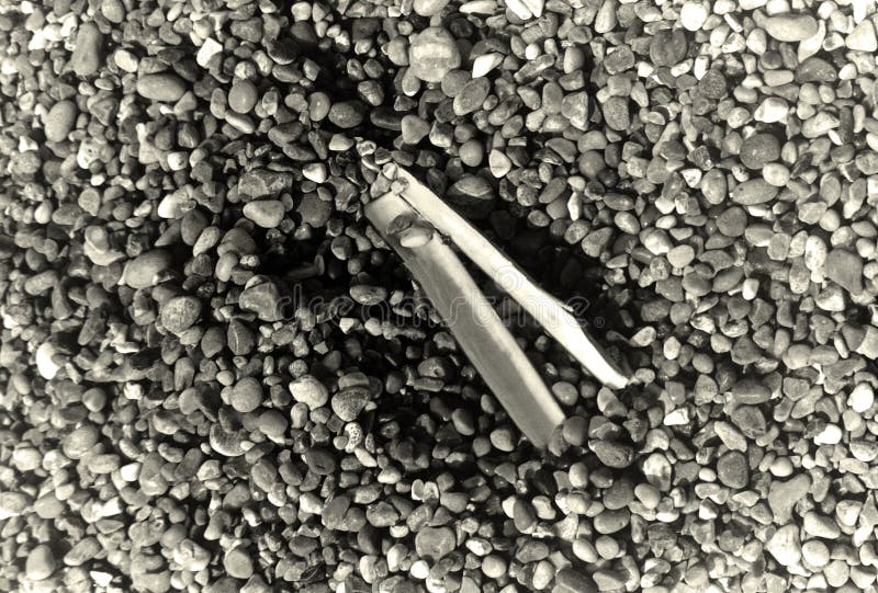 Razor shell on the beach stock image. Image of beach - 181904437