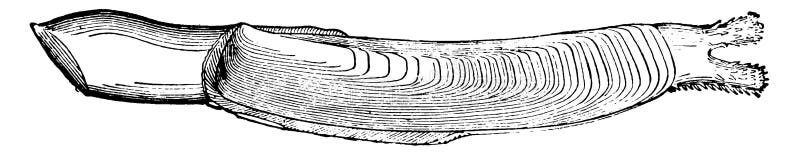 Razor Shell Clam, Vintage Illustration Stock Vector - Illustration of ...