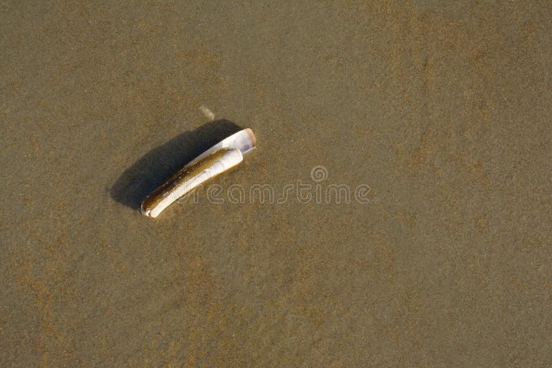Razor Shell (Ensis Arcuatus) Stock Photo - Image of daylight, animal ...