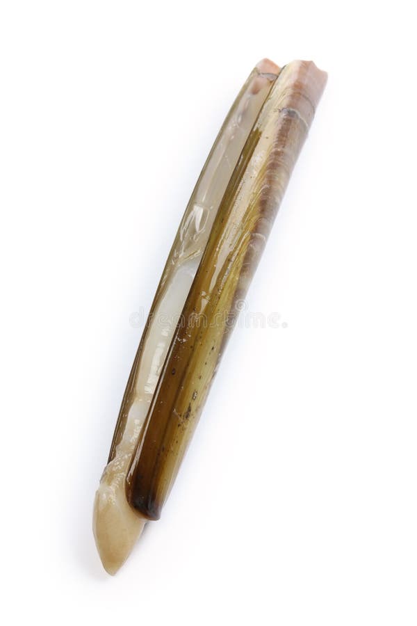 Razor shell stock photo. Image of netherlands, ensis - 36240400