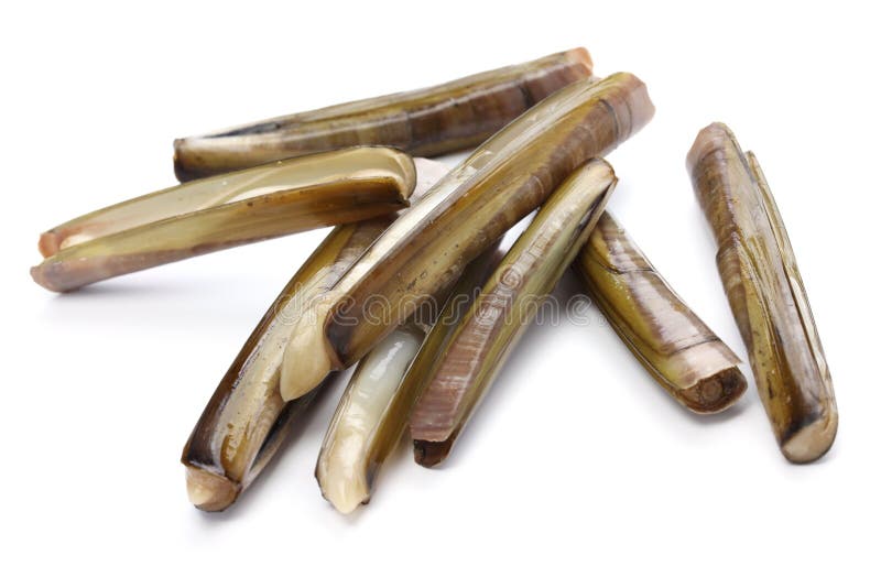 Razor shell stock photo. Image of strictus, food, fresh - 36240416