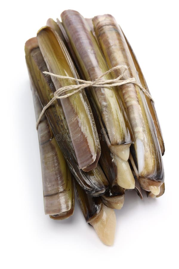 Razor shell stock image. Image of strictus, fish, european - 36240427
