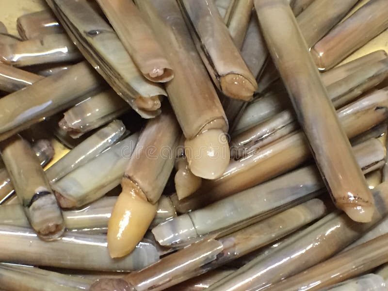 Razorfish Shell Stock Photos - Free & Royalty-Free Stock Photos from ...