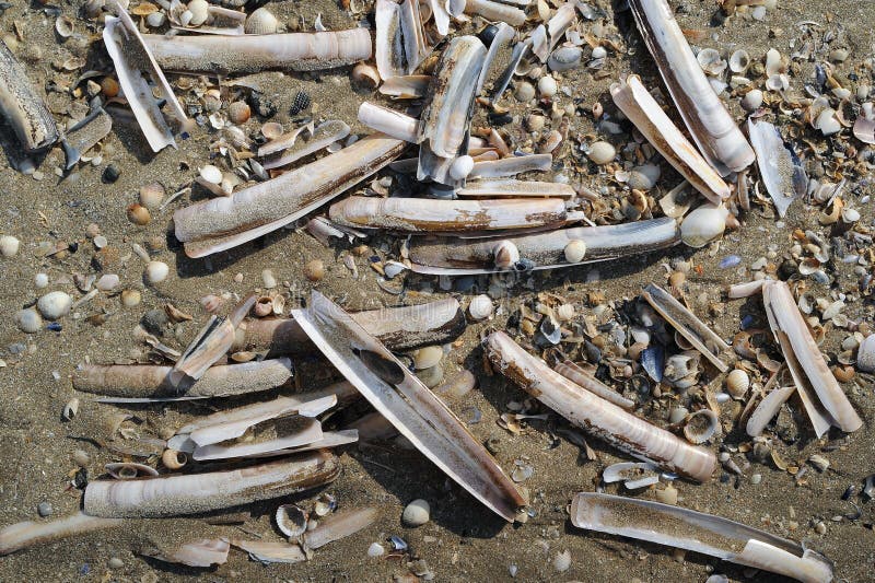 Razor Shell in Sand Ensis Americanus Stock Photo - Image of closeup ...