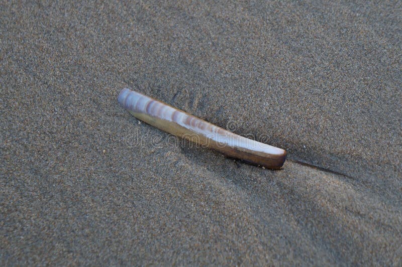 Razor shell on the sand stock photo. Image of natural - 130450860