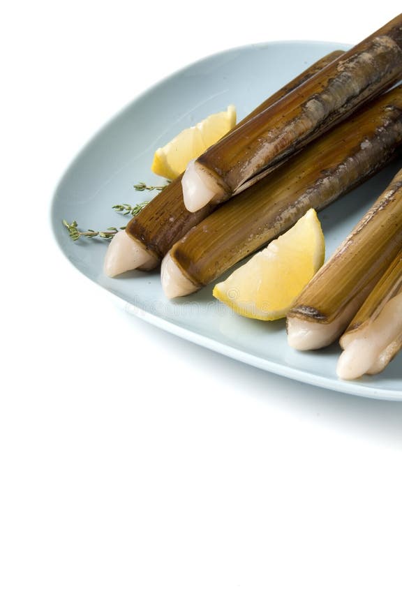 Razor shell seafood stock photo. Image of razor, shellfish - 11359864