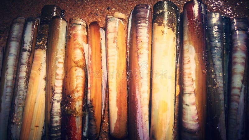 Razor shell texture stock image. Image of ocean, shell - 75616107