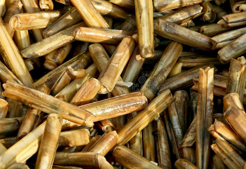 Razor shells stock image. Image of razor, fauna, gourmet - 24019303