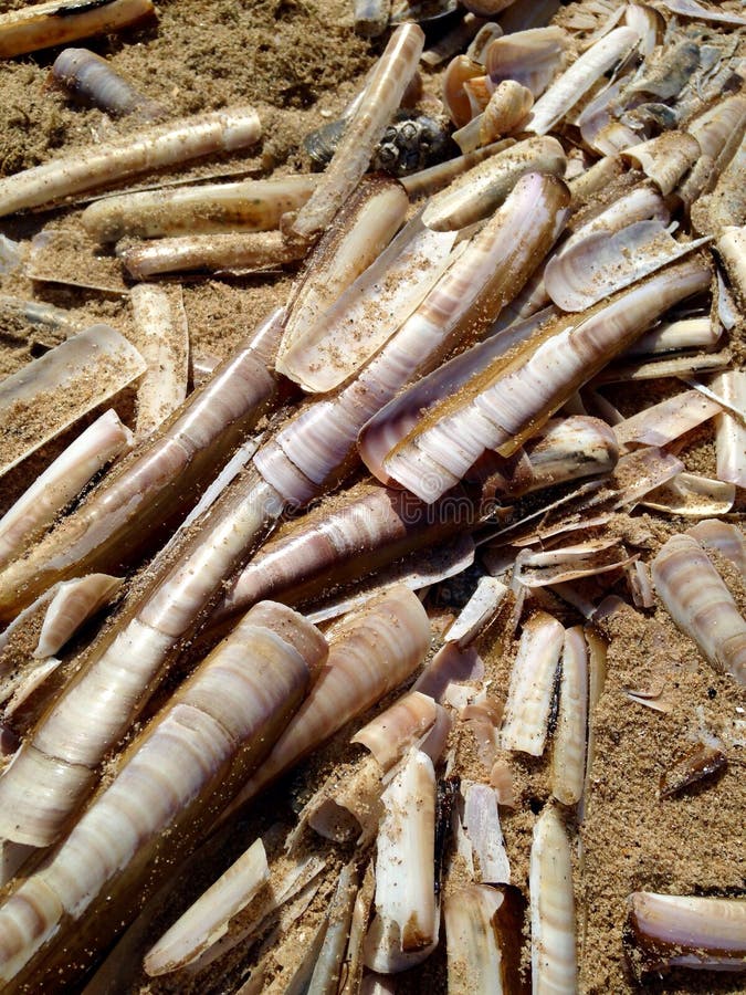 Razor Shells stock photo. Image of clams, marine, detail - 76256434