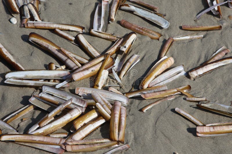 Razor Shells on Terschelling Stock Photo - Image of tourists ...