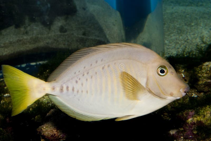 Razor Surgeonfish stock photo. Image of prionurus, laticlavius - 15884616