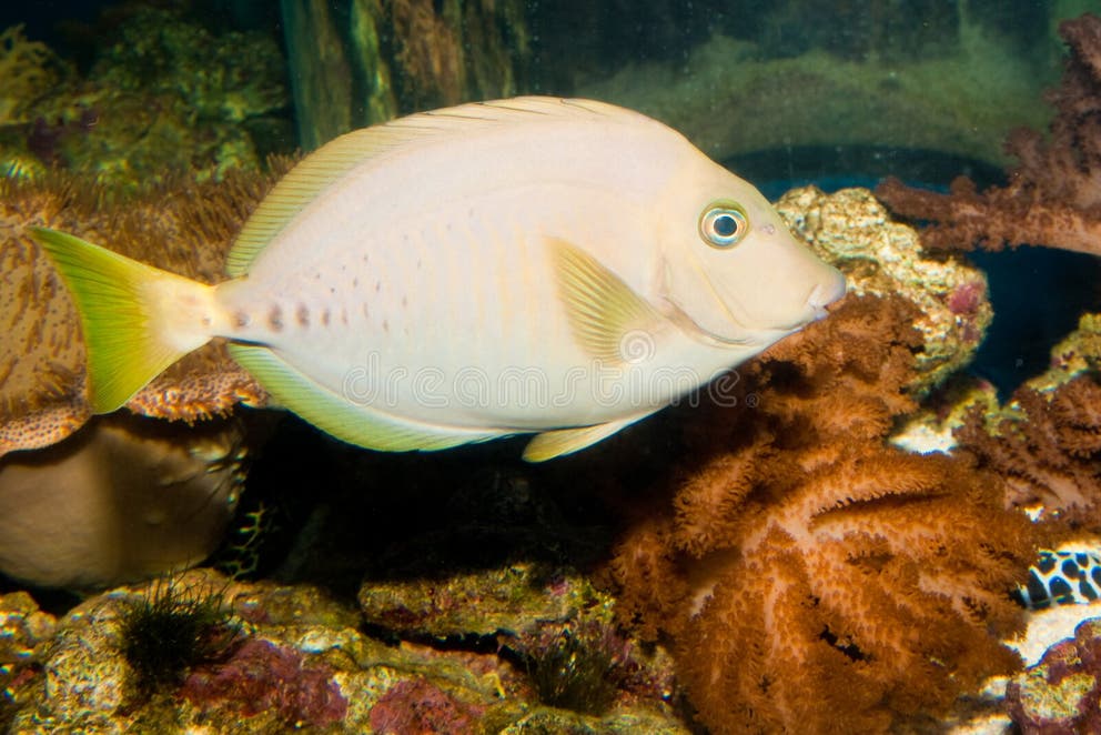 Razor Surgeonfish in Aquarium Stock Image - Image of fishtank, coral ...
